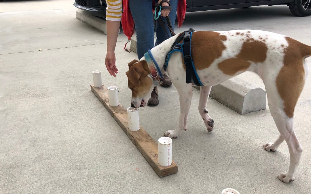 Why Is Double Blind Testing For Scent Detection Important Doctor Sniffs Why Is Double Blind Testing For Scent Detection Important Doctor Sniffs