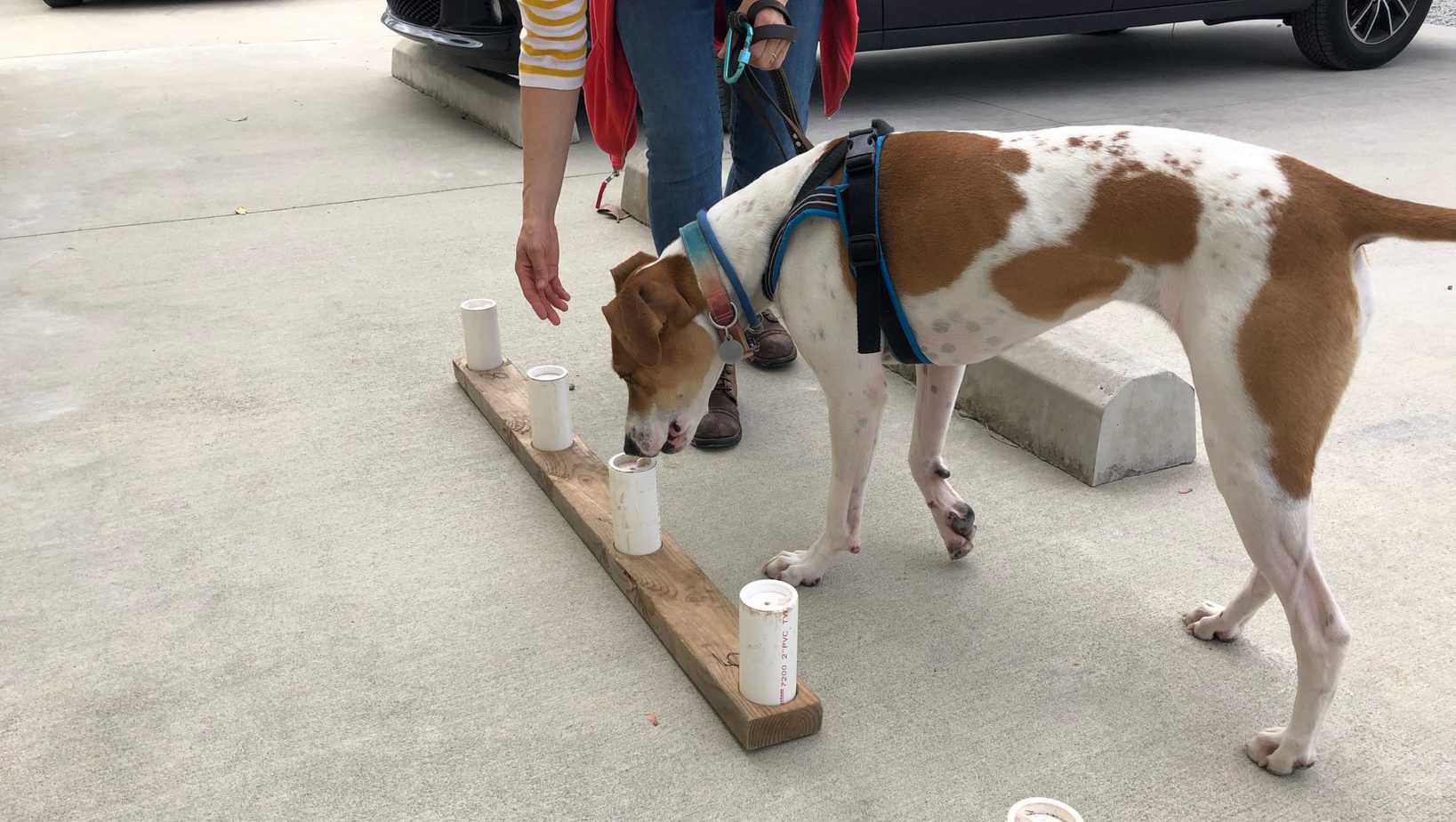 Why Is Double Blind Testing For Scent Detection Important Doctor Sniffs Why Is Double Blind Testing For Scent Detection Important Doctor Sniffs