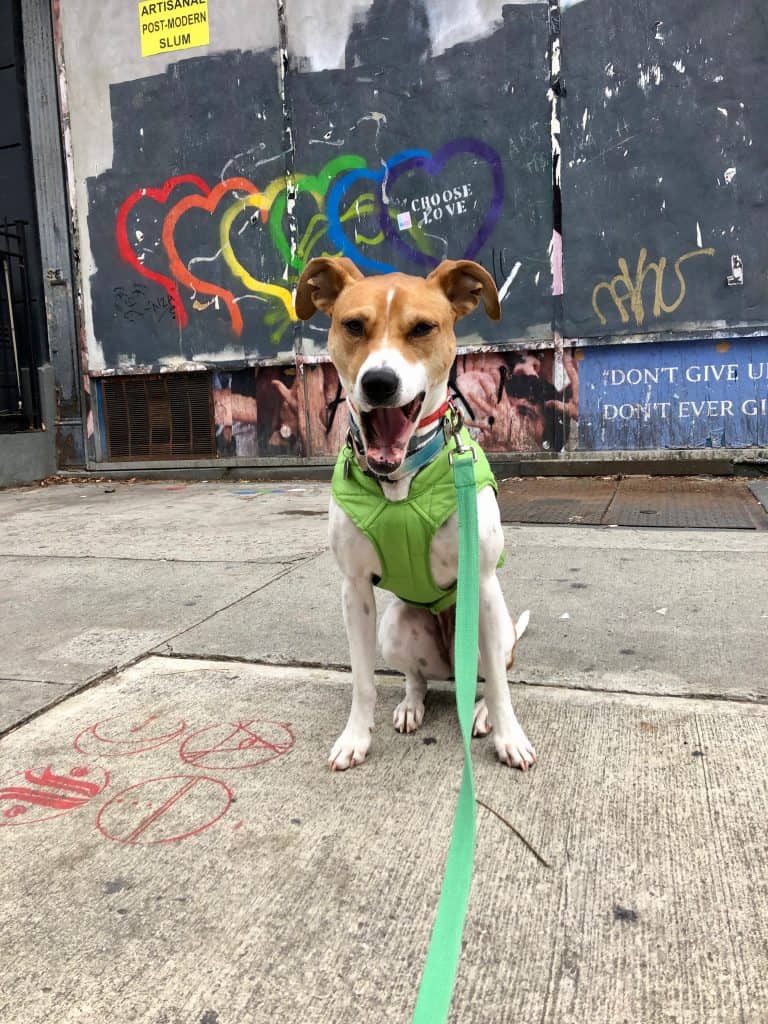 Fast Bed bug inspection NYC - Bed Bug Dog - NYC!