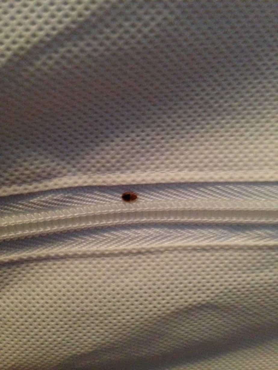 Best Mattress and Box Spring Covers for Bed Bugs - 2022