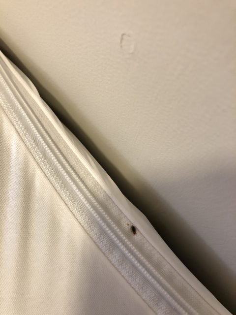 Best Mattress and Box Spring Covers for Bed Bugs - 2022