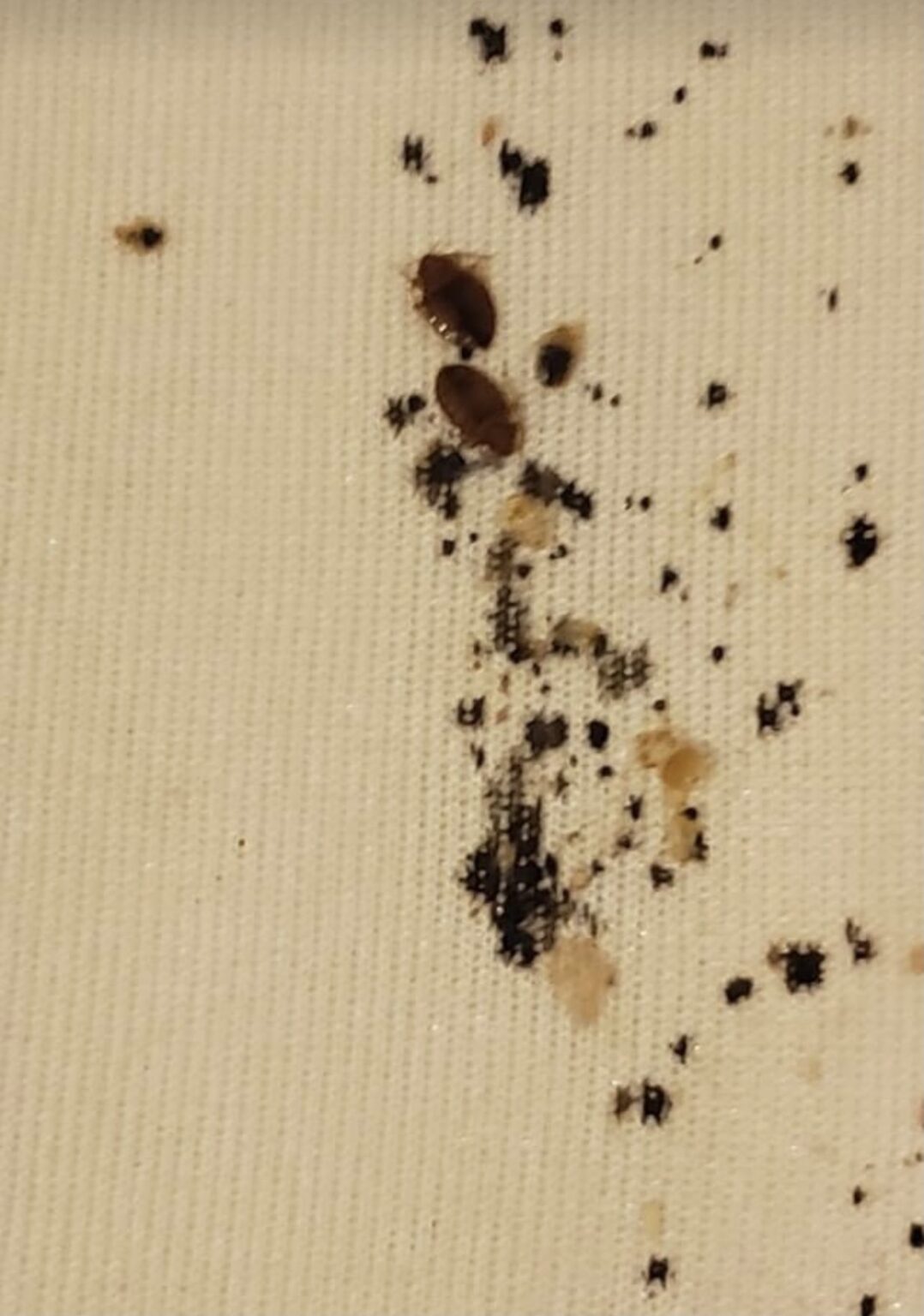 What Do Bed Bug Droppings Look Like? (A Guide With Photos)