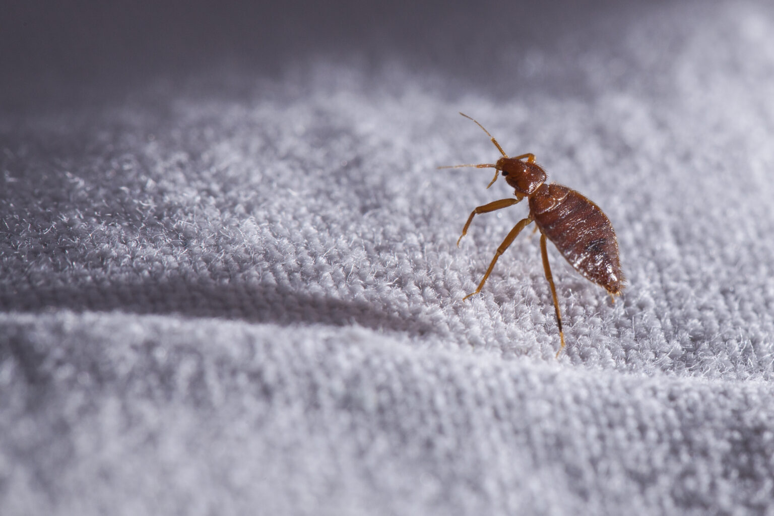 Bed Bugs and Everything You've Ever Wanted to Know About Them