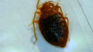 Male VS Female Bed Bug - How To Tell The Difference - With Photos