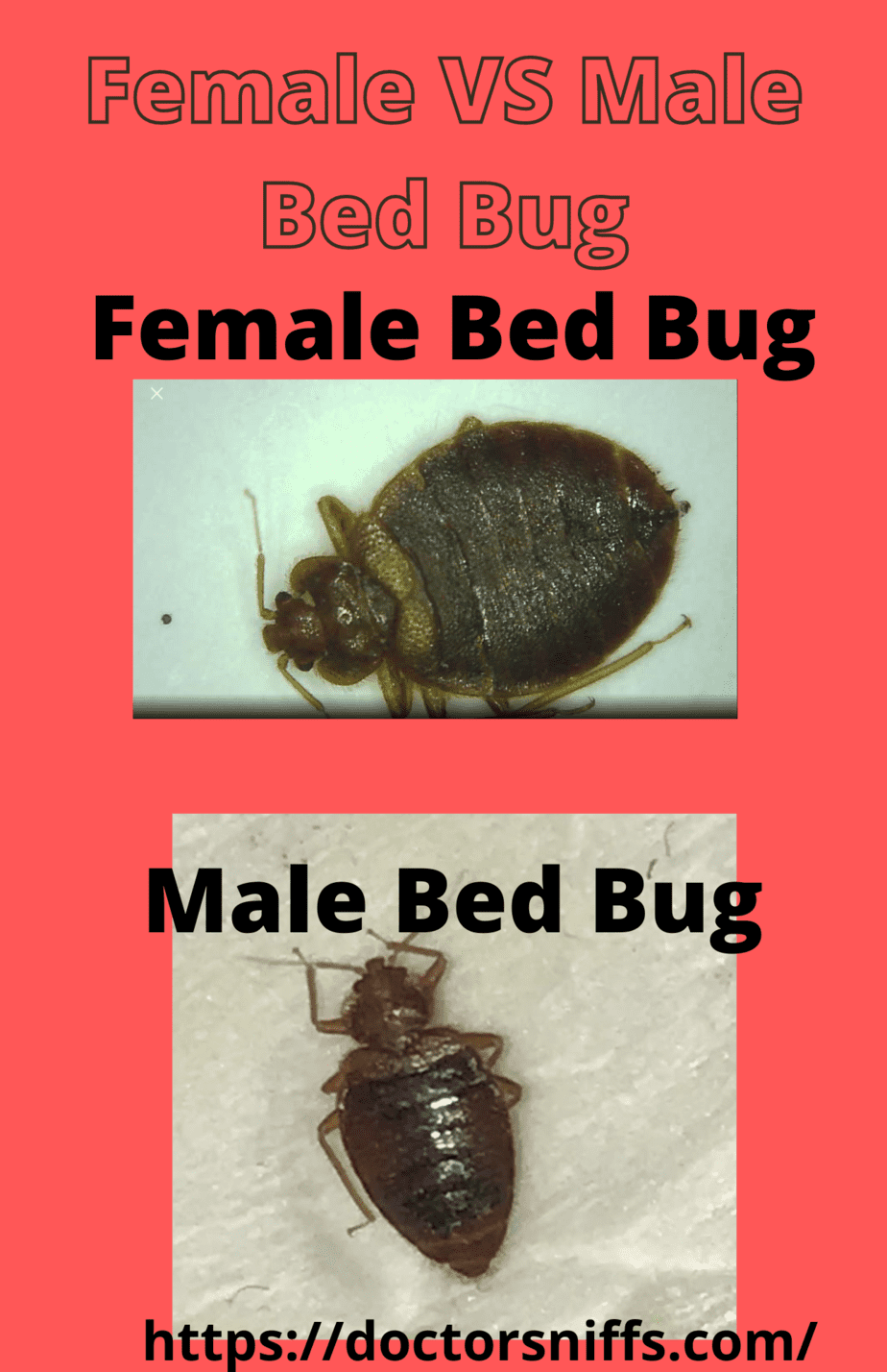 Male VS Female Bed Bug - How To Tell The Difference - With Photos