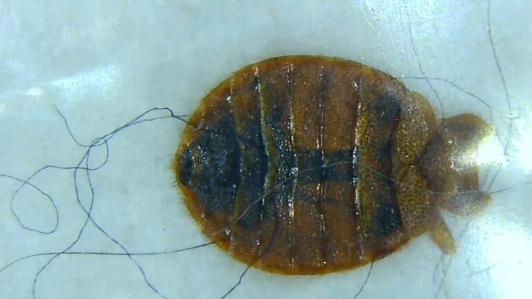 Male VS Female Bed Bug - How To Tell The Difference - With Photos