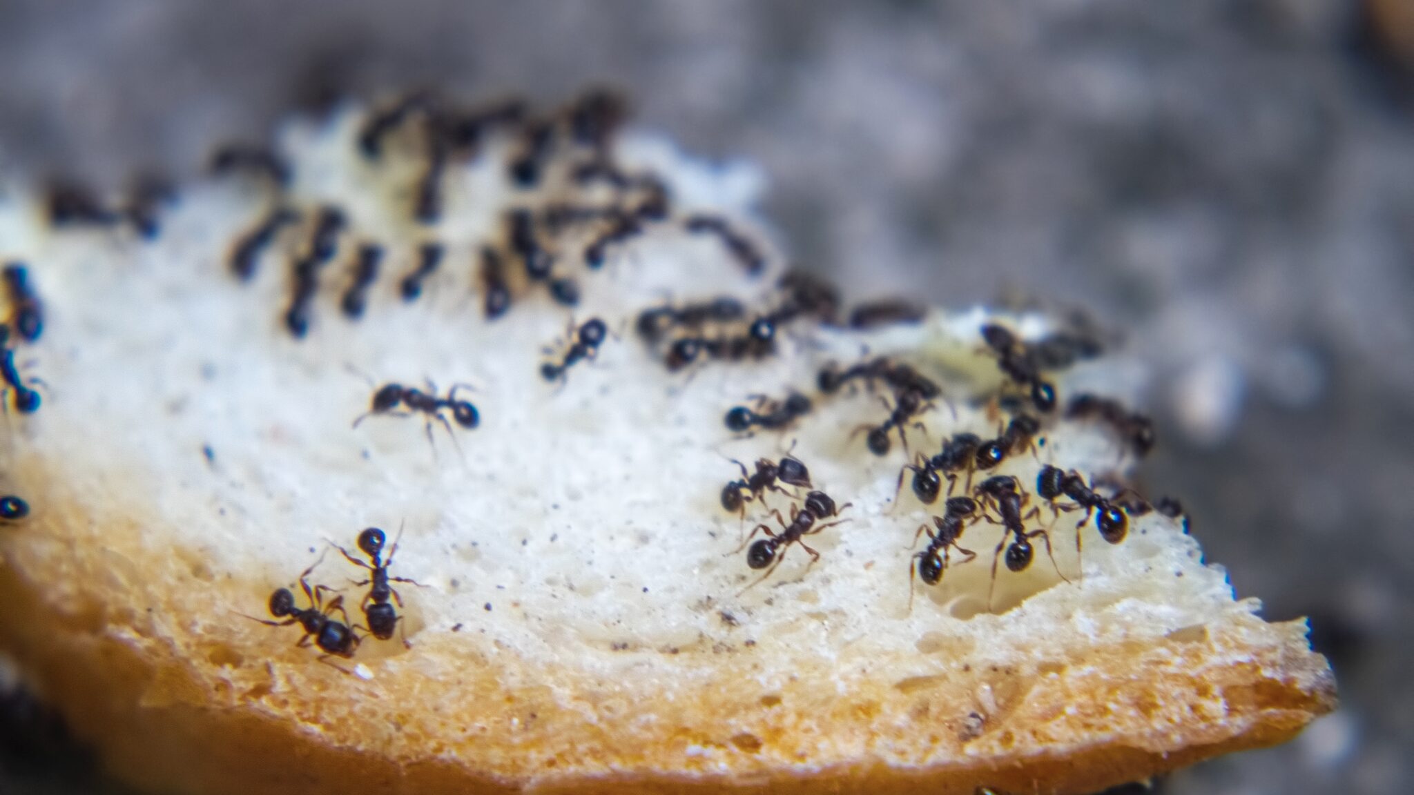 15 Common Nyc Apartment Bugs And What They Look Like With Photos