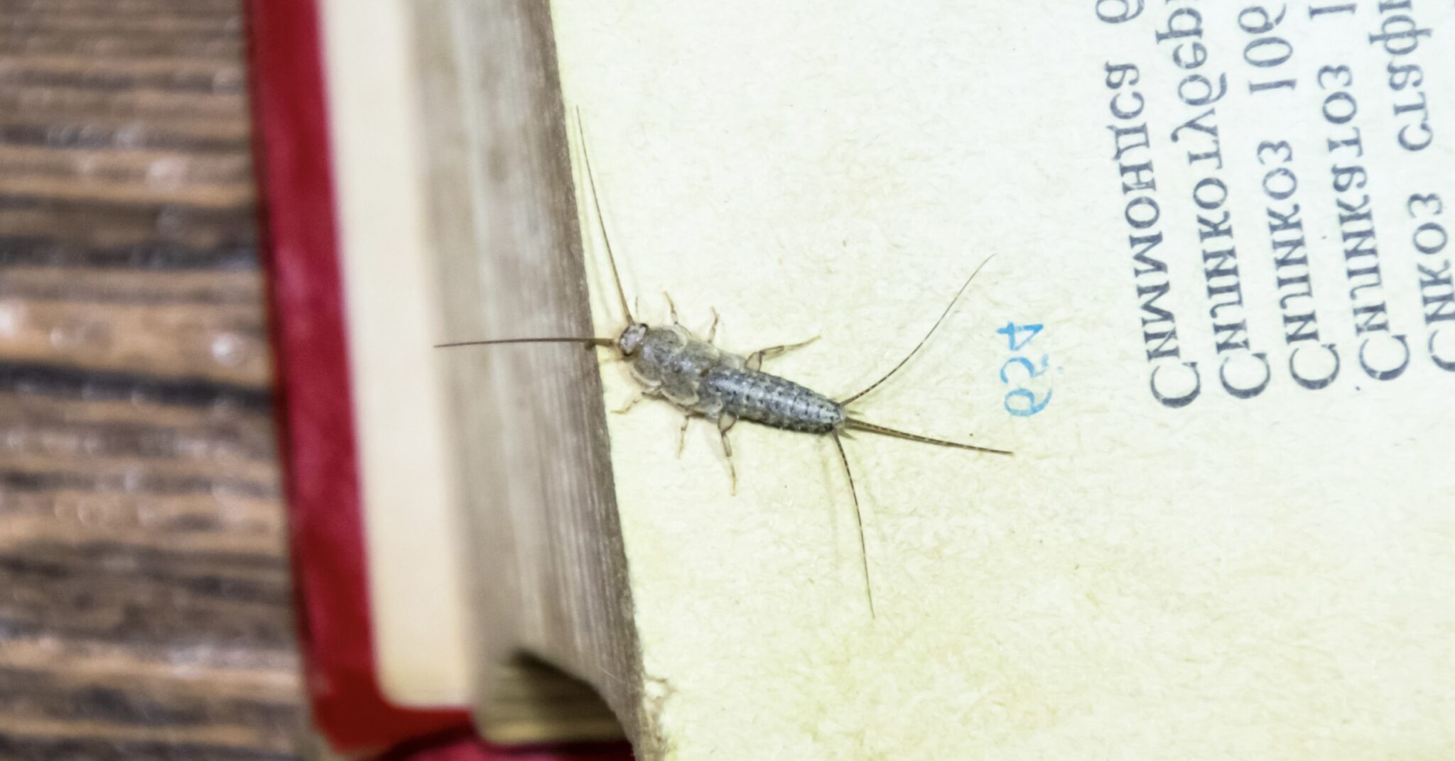 15 Common NYC Apartment Bugs and What They Look Like (with Photos)