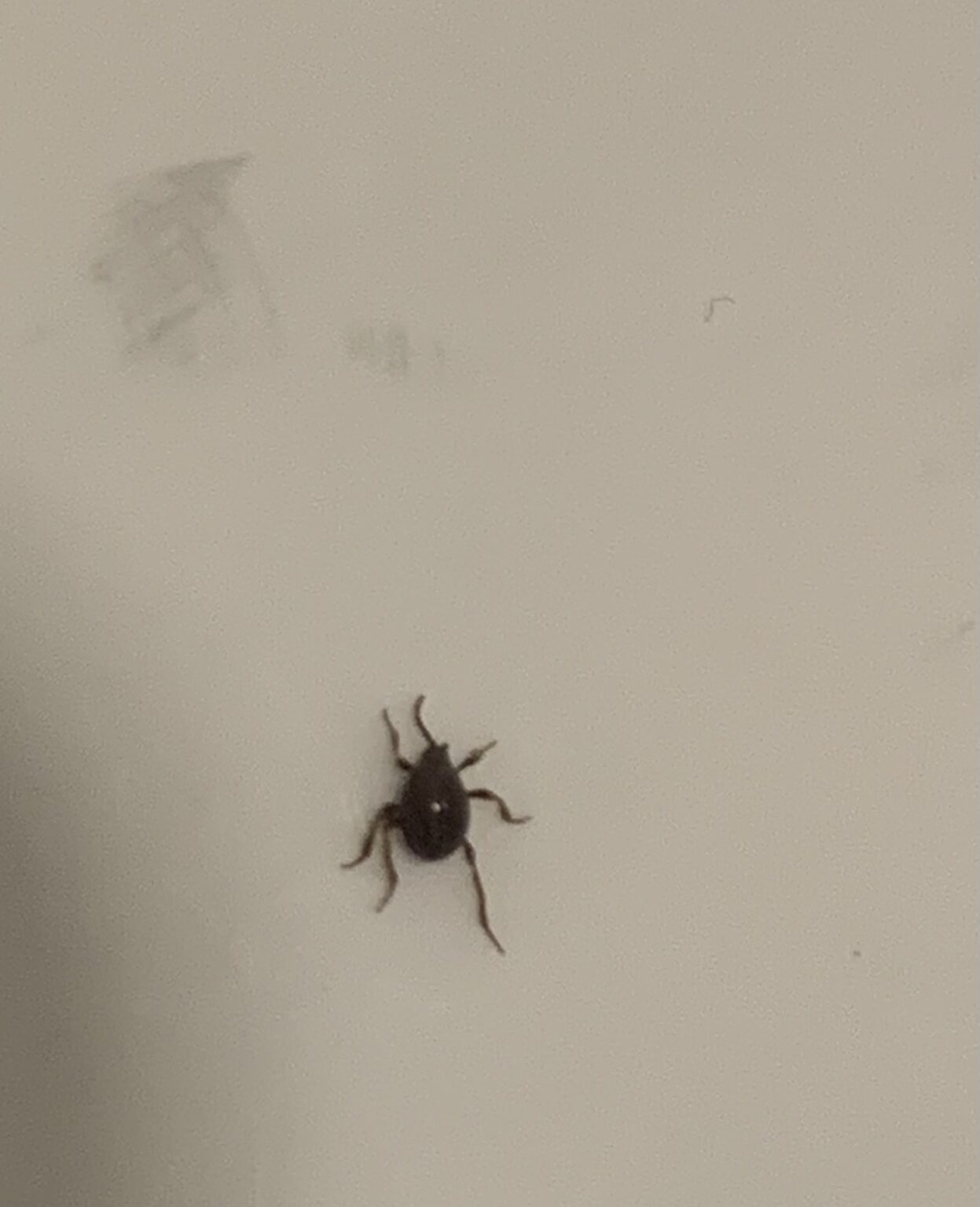 15 Common NYC Apartment Bugs and What They Look Like (with Photos)