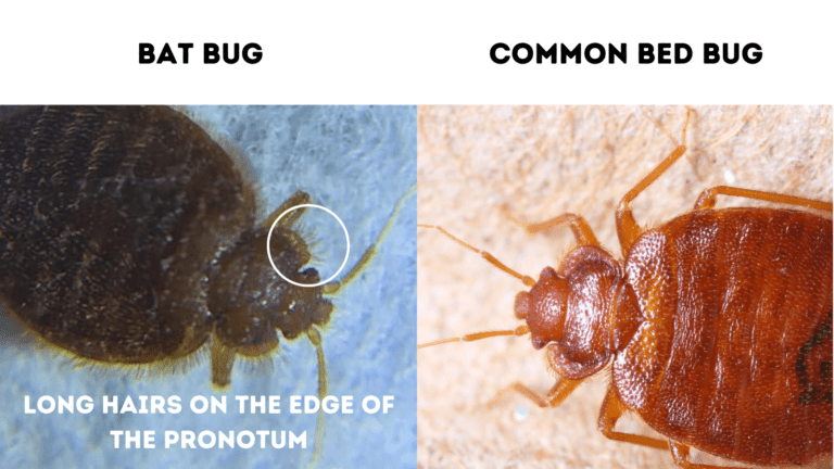 Bed Bugs Look Alike