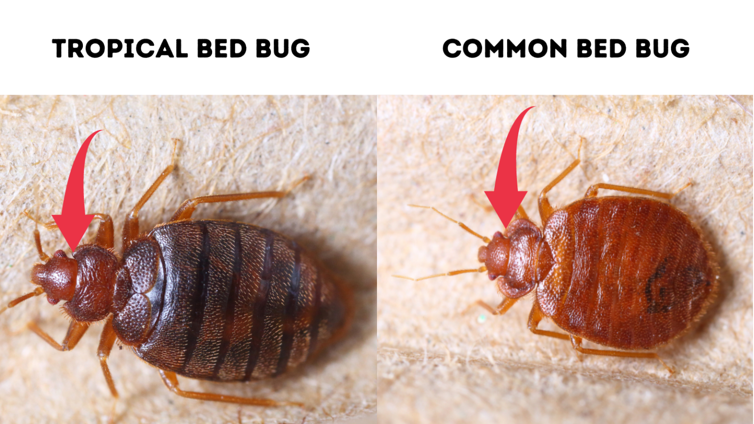 14 Bugs That Look Like Bed Bugs (With Photo Comparison)