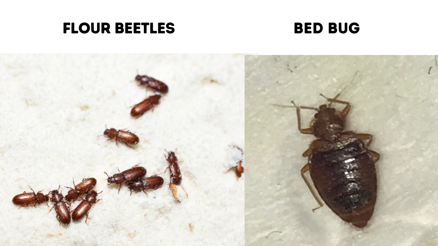 14 Bugs That Look Like Bed Bugs (With Photo Comparison)