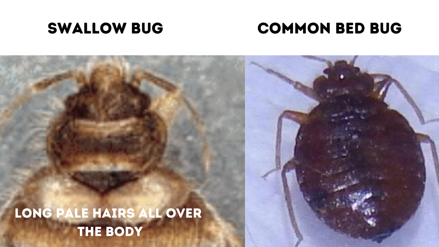14 Bugs That Look Like Bed Bugs (With Photo Comparison)