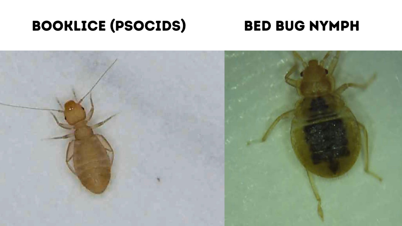 14 Bugs That Look Like Bed Bugs (With Photo Comparison)