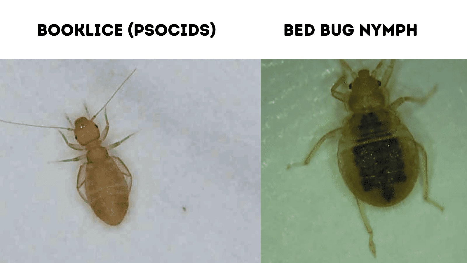 14 Bugs That Look Like Bed Bugs (With Photo Comparison)