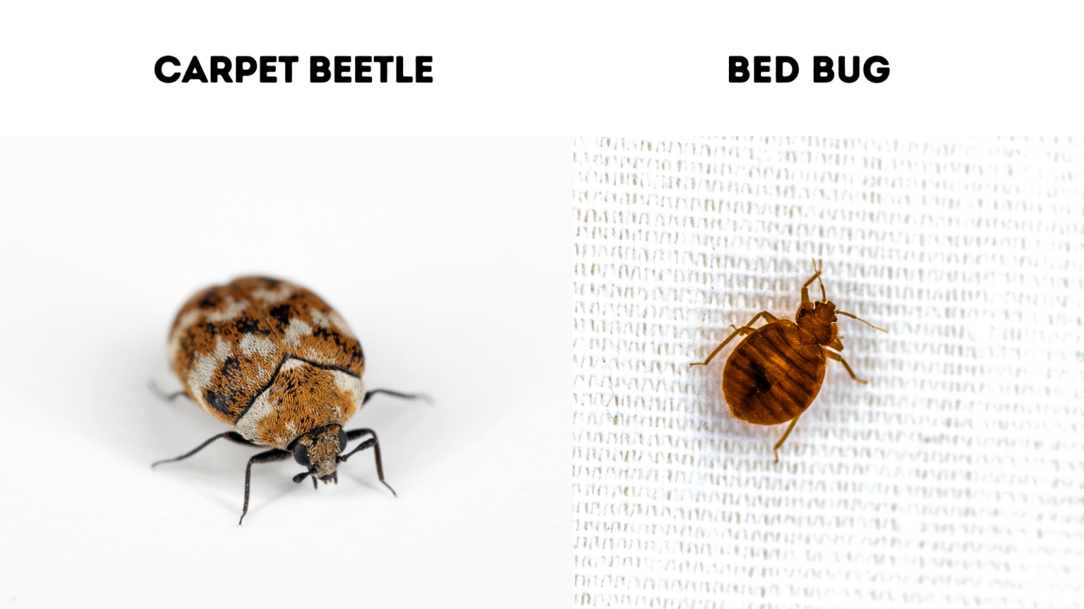 14 Bugs That Look Like Bed Bugs (With Photo Comparison)