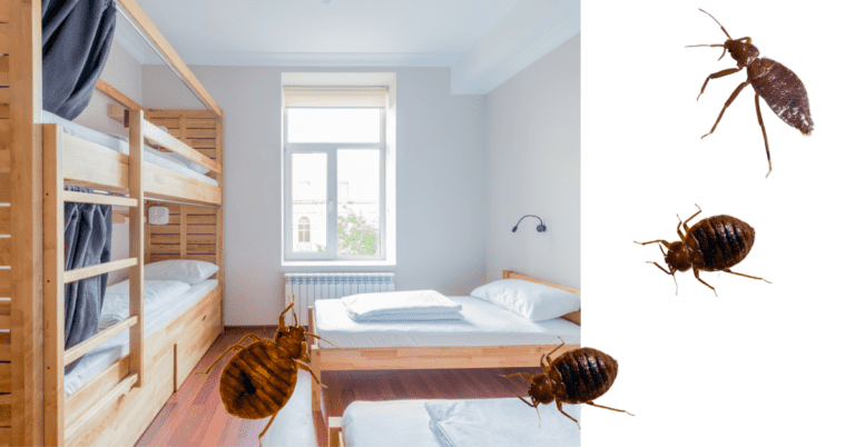 If One Room Has Bed Bugs Do They All? Plus How To Prevent The Spread