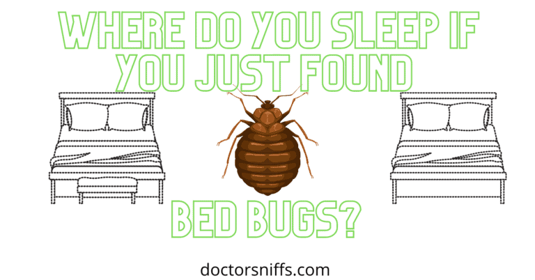 Where to Sleep if You Have Bed Bugs? [Explained and Answered]