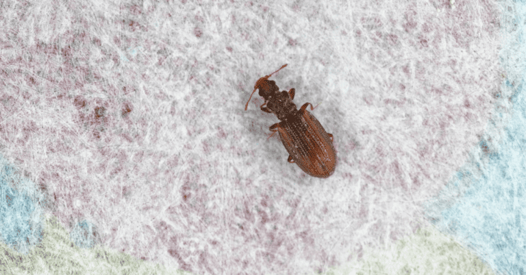 11 Common Bugs in the Bed That Are Not Bed Bugs