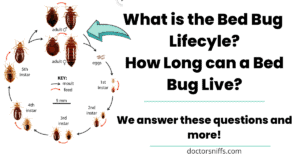 What Is the Bed Bug Life Cycle, and How Long Do Bed Bugs Live?