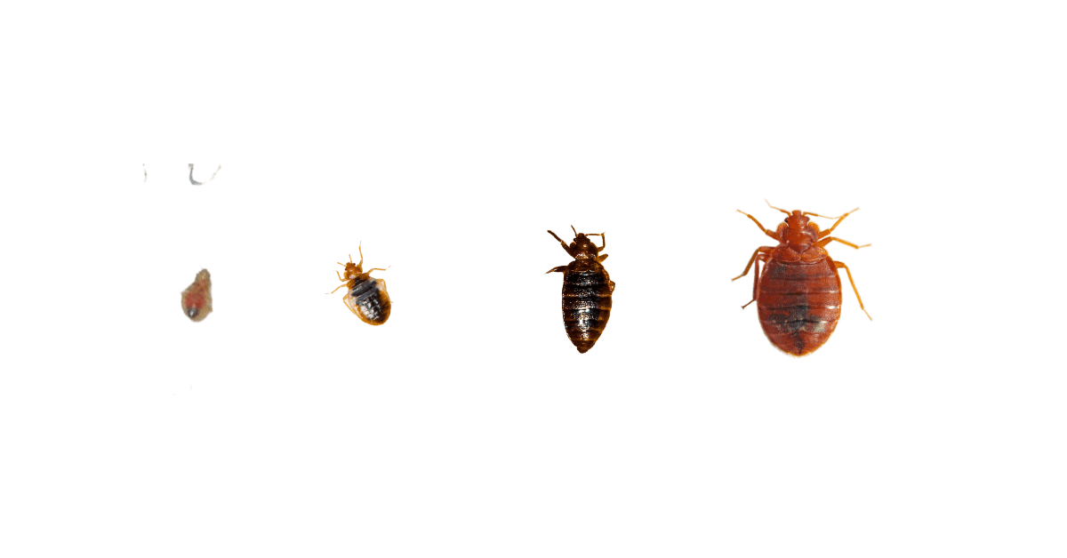 Tick vs Bed Bug: A Guide with Photos