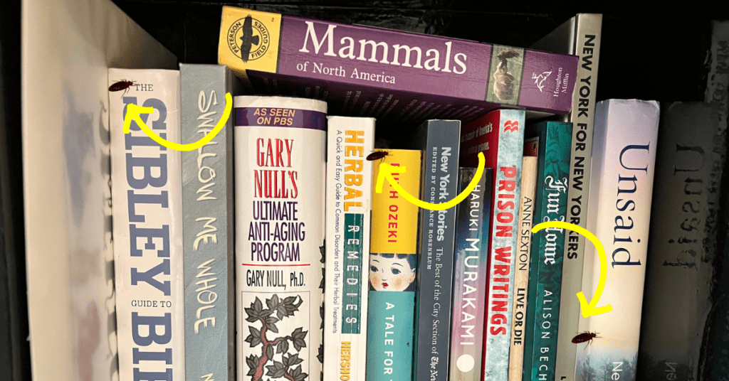 Bed Bugs In Books How To Treat Books For Bed Bugs