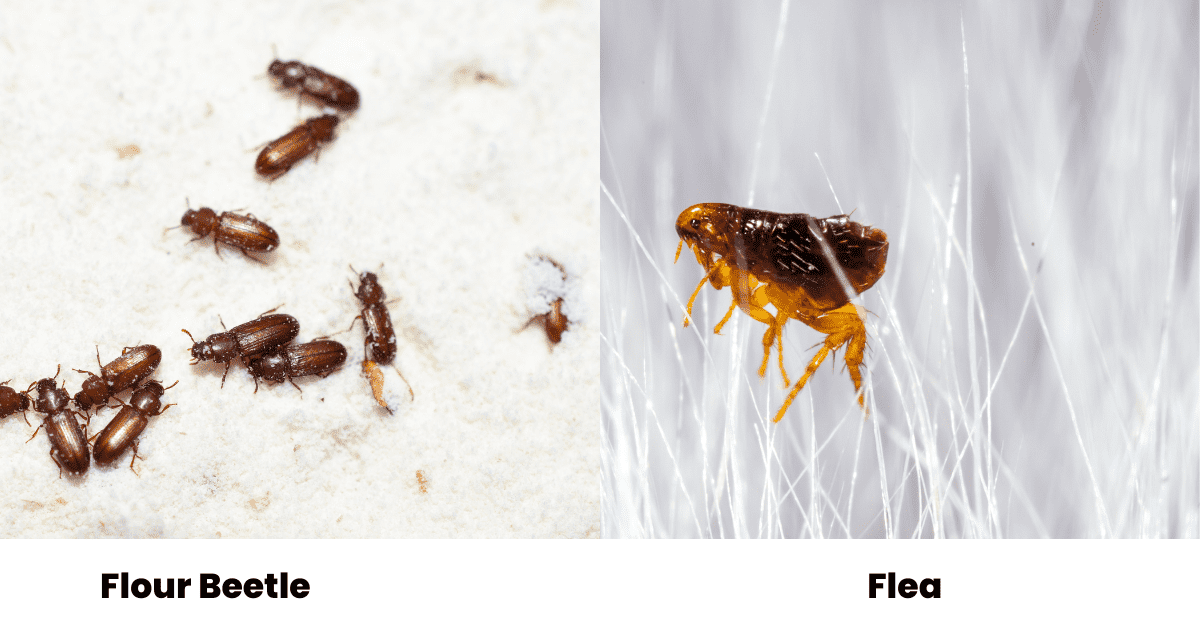 What Are Some Bugs That Look Like Fleas? (Photo Comparisons)