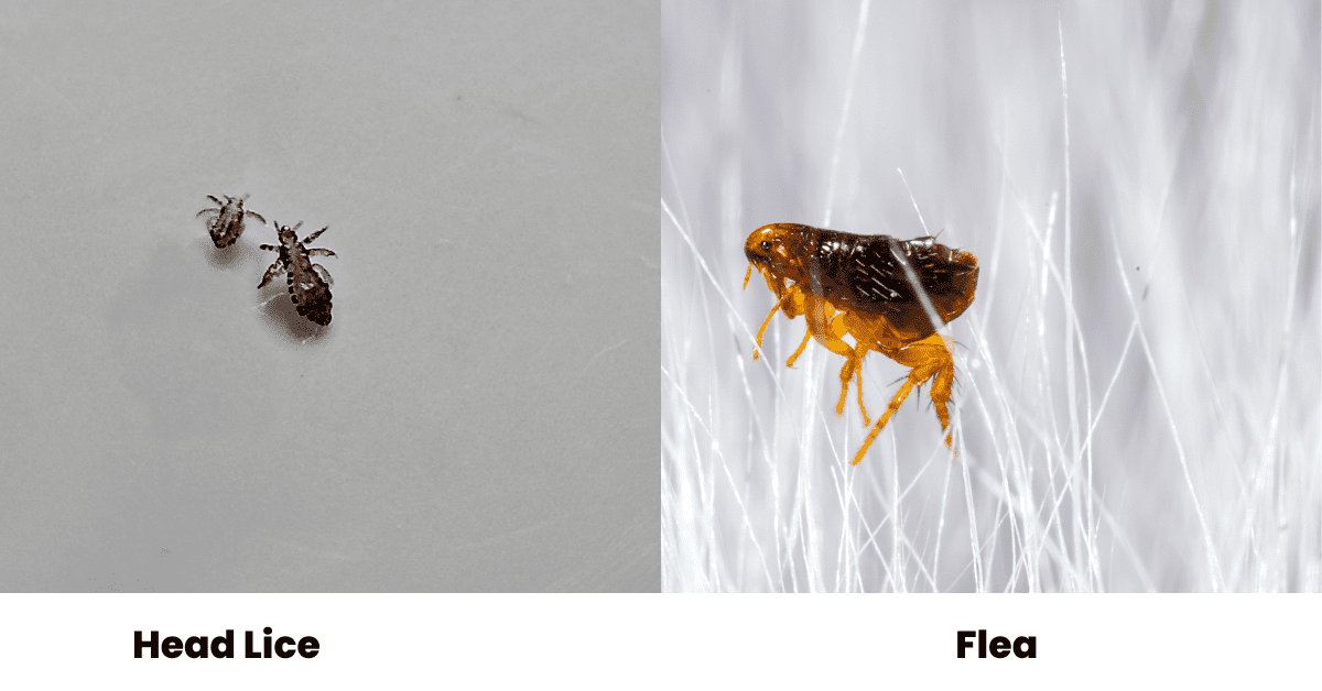 What Are Some Bugs That Look Like Fleas? (Photo Comparisons)