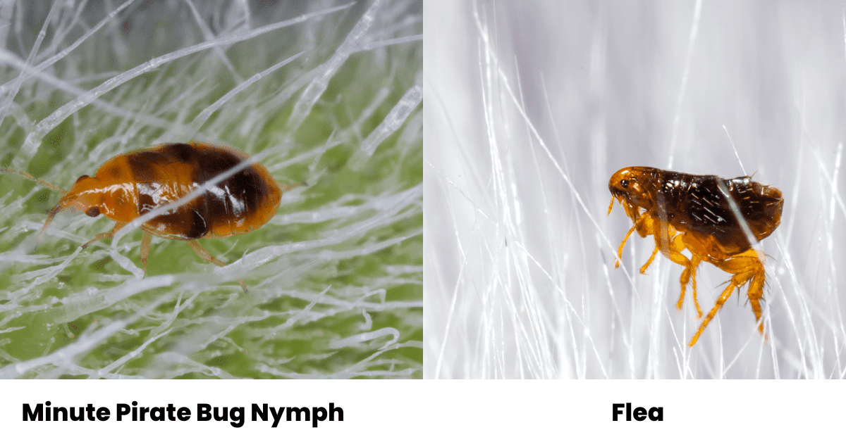 What Are Some Bugs That Look Like Fleas? (Photo Comparisons)
