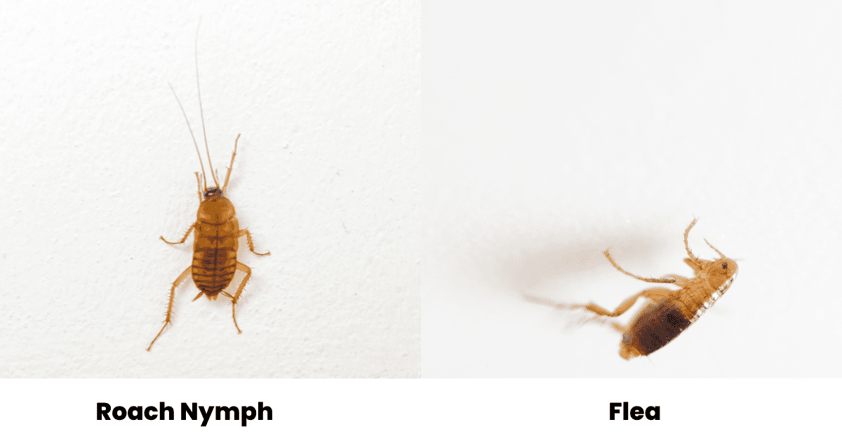 What Are Some Bugs That Look Like Fleas? (Photo Comparisons)