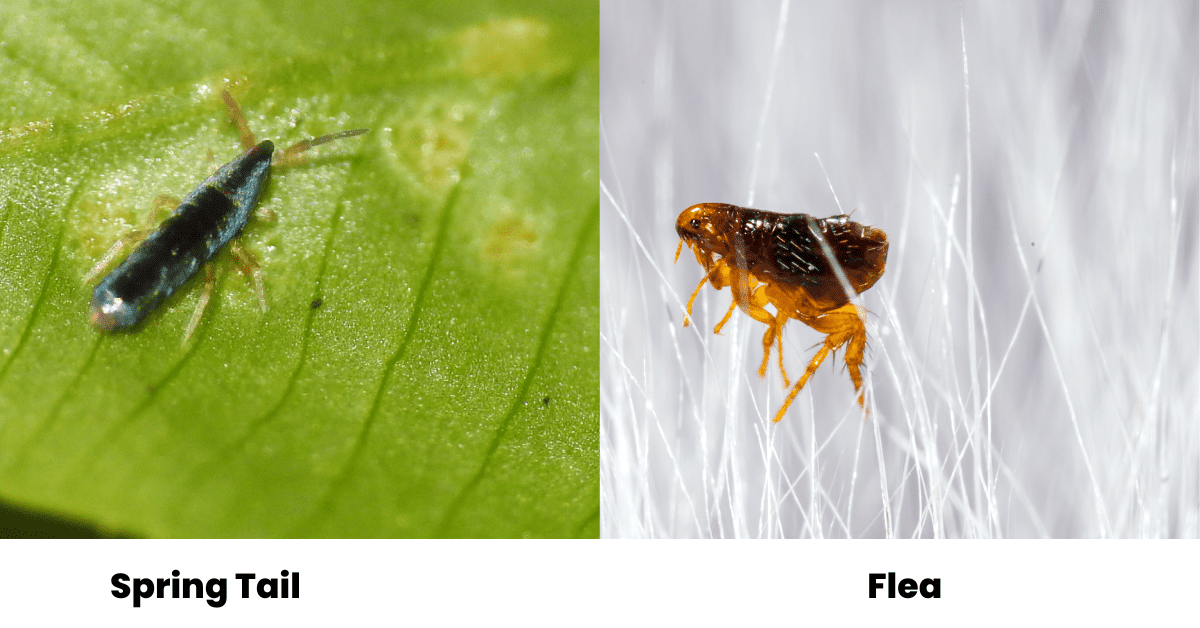 What Are Some Bugs That Look Like Fleas? (Photo Comparisons)