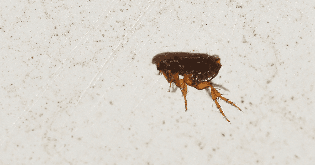 What Are Some Bugs That Look Like Fleas? (Photo Comparisons)