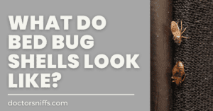 Bed Bug Shells: What Do They Look Like? (with Real Photos)