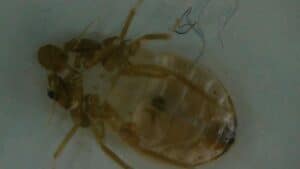 Bed Bug Shells: What Do They Look Like? (with Real Photos)