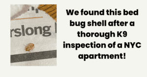 Bed Bug Shells: What Do They Look Like? (with Real Photos)