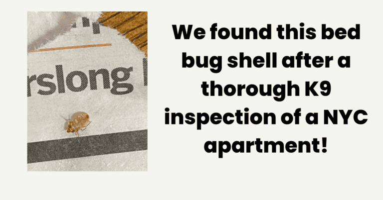 Bed Bug Shells: What Do They Look Like? (with Real Photos)