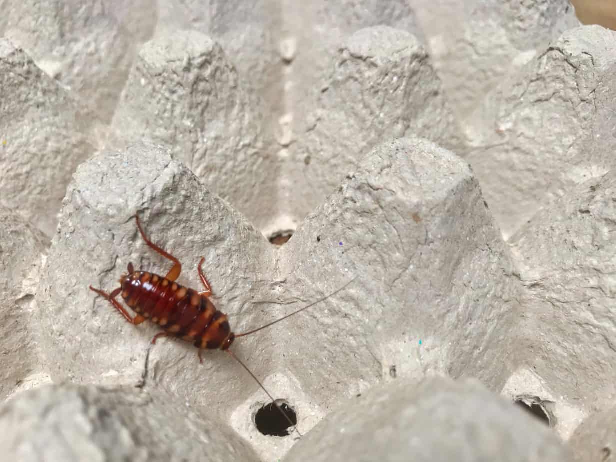 8 Types of Bugs That Look Like Cockroaches with Photos