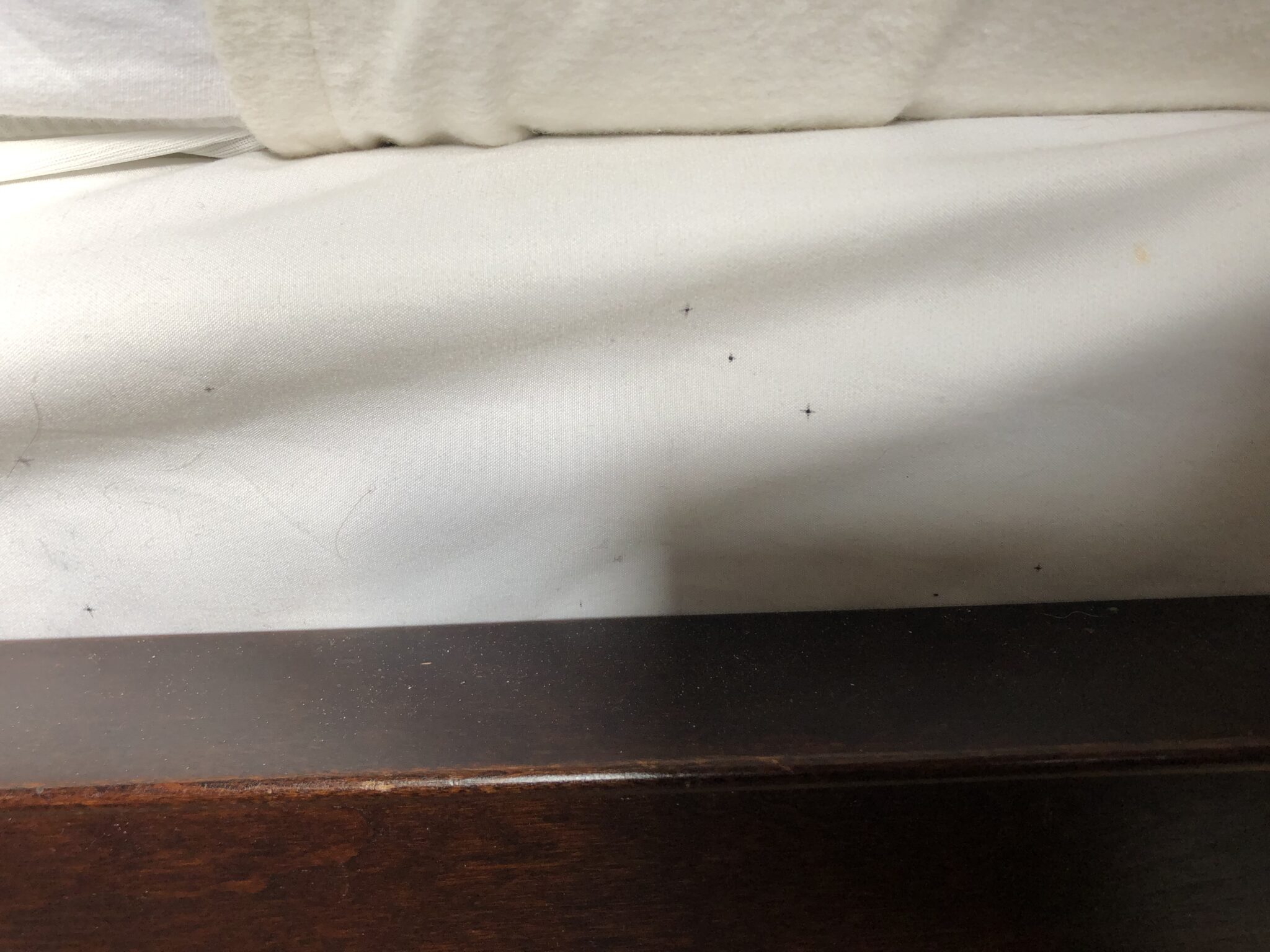 What Are Early Signs of Bed Bugs? Tips From A Pro