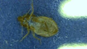 Bed Bug Shells: What Do They Look Like? (with Real Photos)
