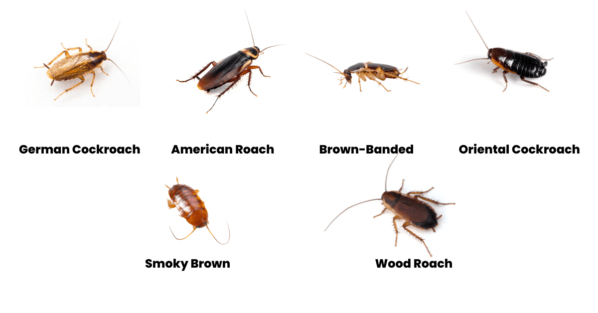 8 Types of Bugs That Look Like Cockroaches with Photos