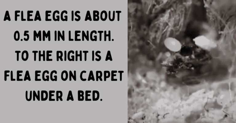 Fleas in Bed: 8 Tell Tale Signs to Look Out For