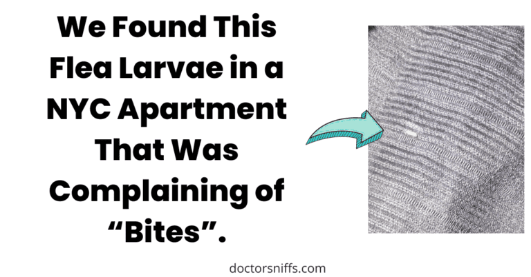 What Do Flea Larvae Look Like? [And What Is the Actual Size?]