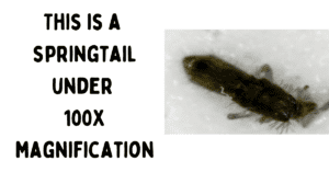 Springtail vs Flea: Which One Do I Have?