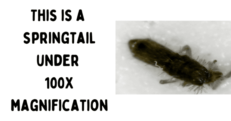 Springtail vs Flea: Which One Do I Have?