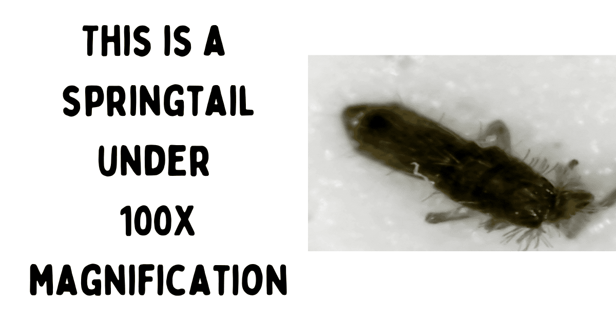 Springtail vs Flea: Which One Do I Have?