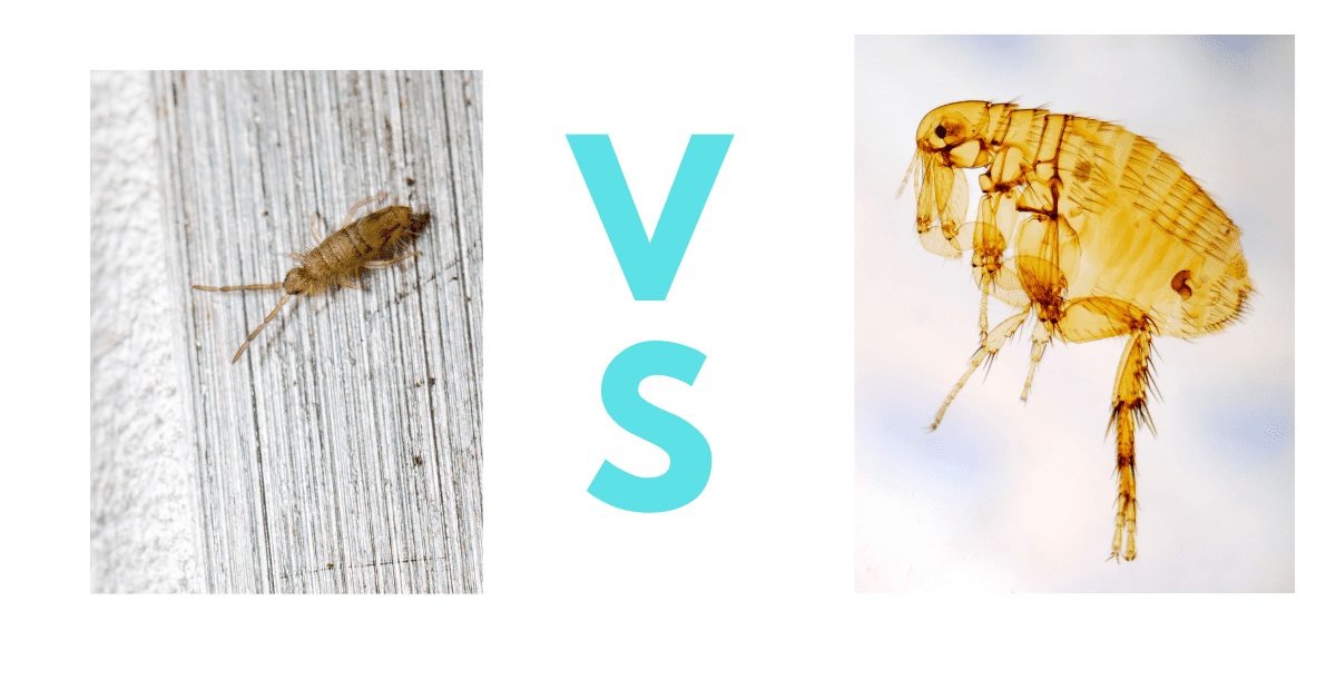 Springtail vs Flea: Which One Do I Have?