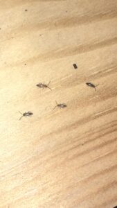 Springtail vs Flea: Which One Do I Have?