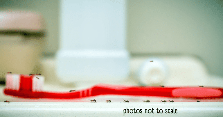 Bathroom Bugs Identification - 15 Bugs You'll See in a Bathroom