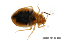 Bathroom Bugs Identification - 15 Bugs You'll See in a Bathroom