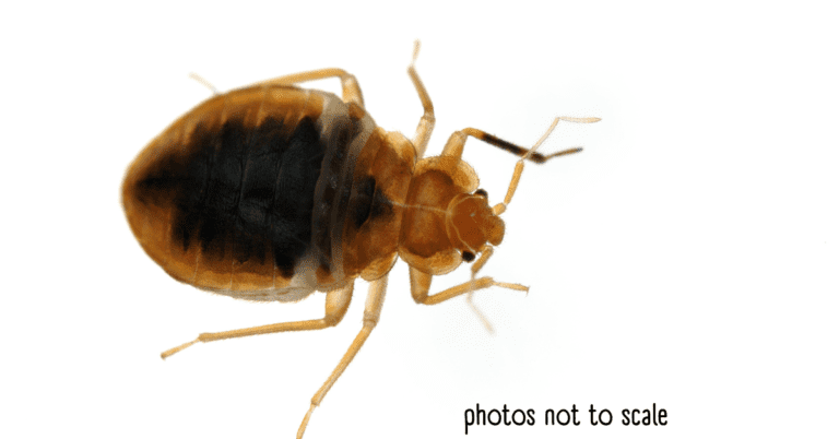 Bathroom Bugs Identification - 15 Bugs You'll See in a Bathroom